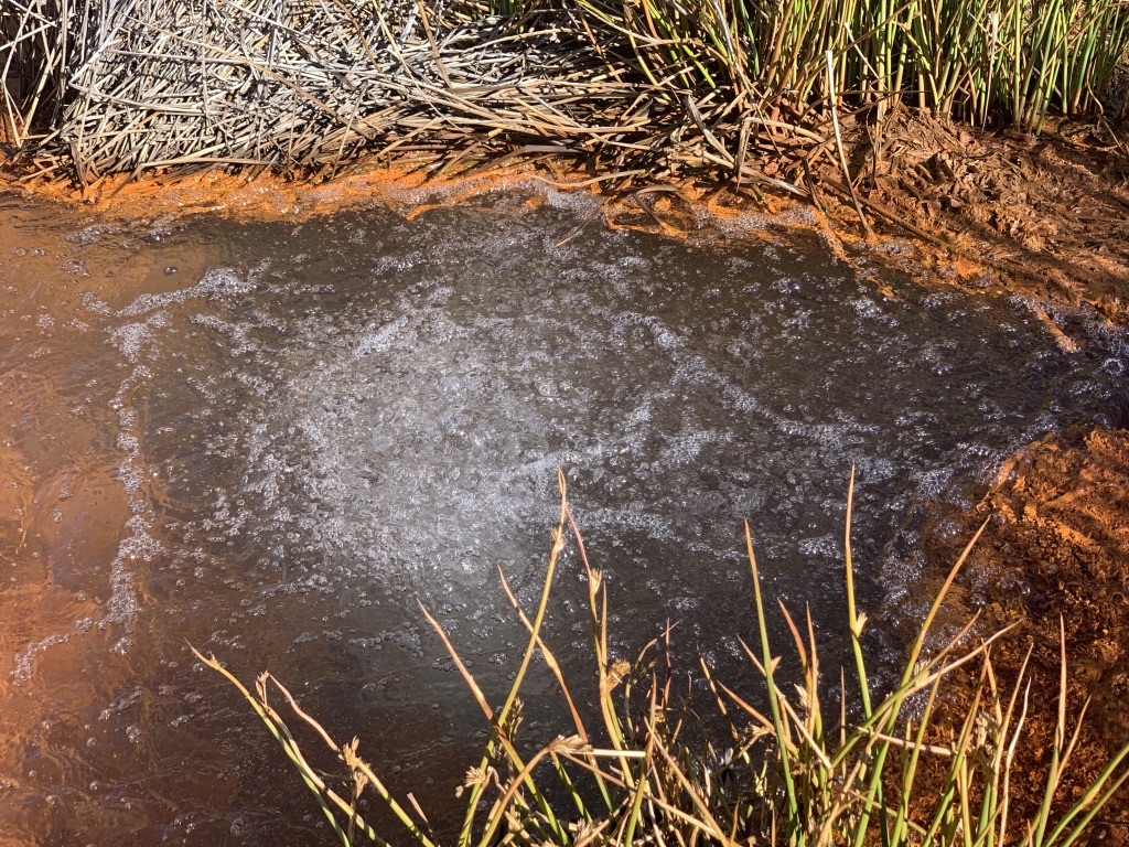UN RECORD et la Puya Raimondii - blogaventurejeanclaudeagnes